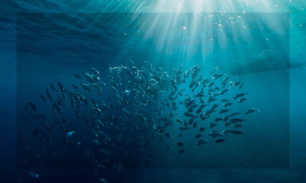 Os benefícios do oceano para a sociedade ainda são pouco conhecidos ...